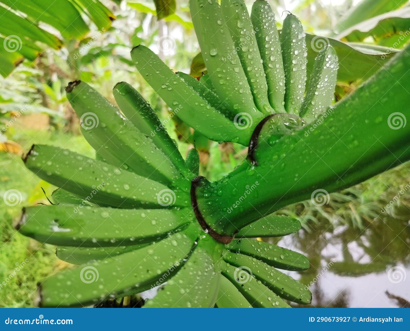 Tropical Forest Banana stock image. Image of branch - 290673927