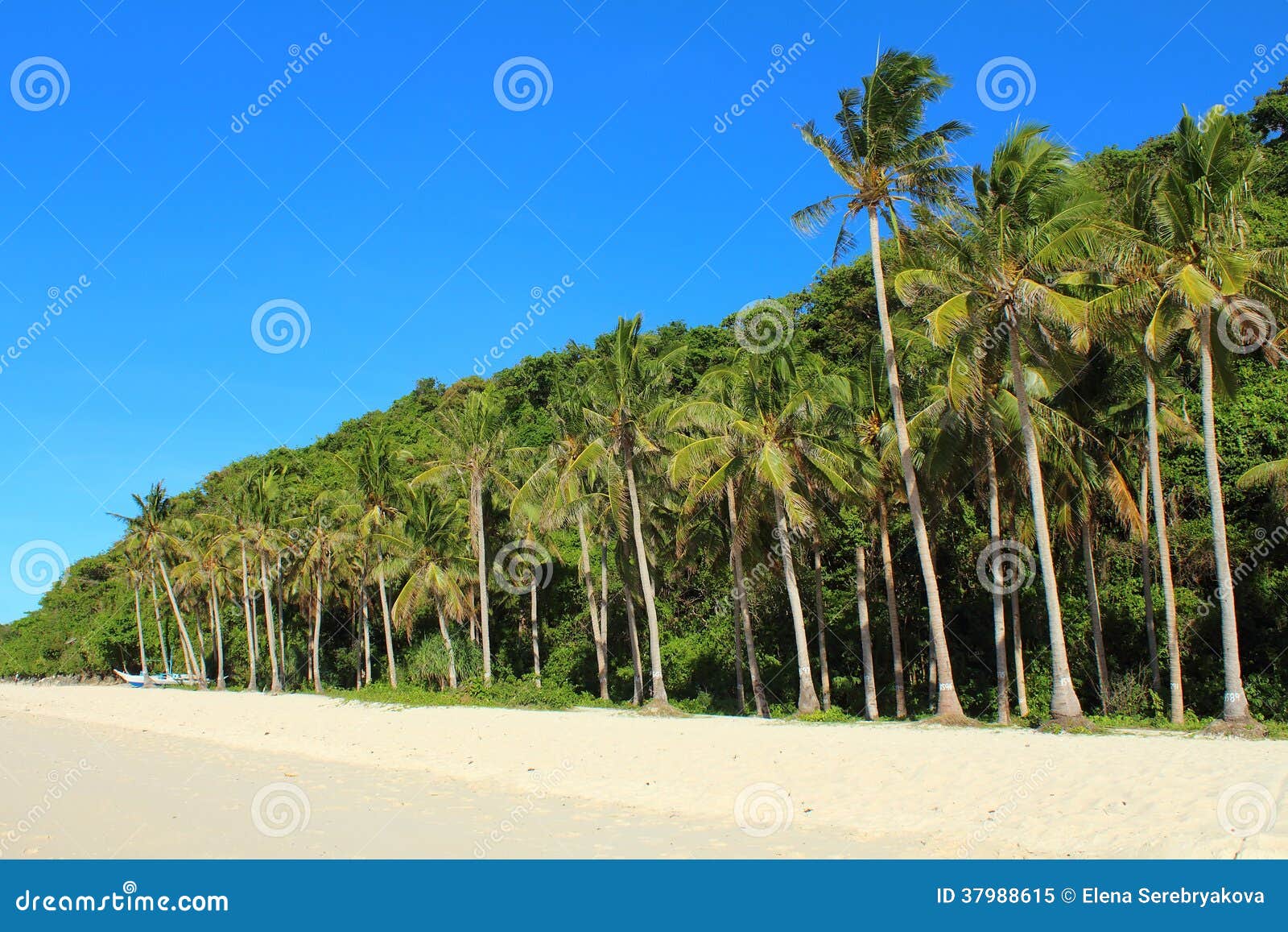 A Tropical Forest on the Beach Stock Image - Image of palm, boracay ...