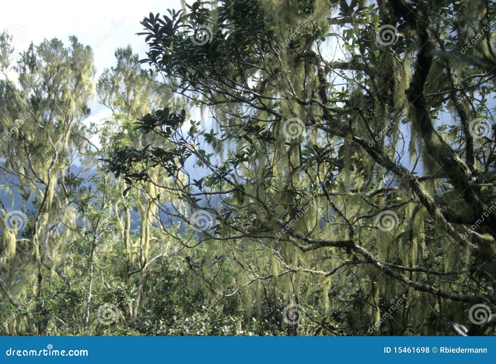 Tropical Forest with Beard Lichen (Usnea) Stock Photo - Image of trees ...