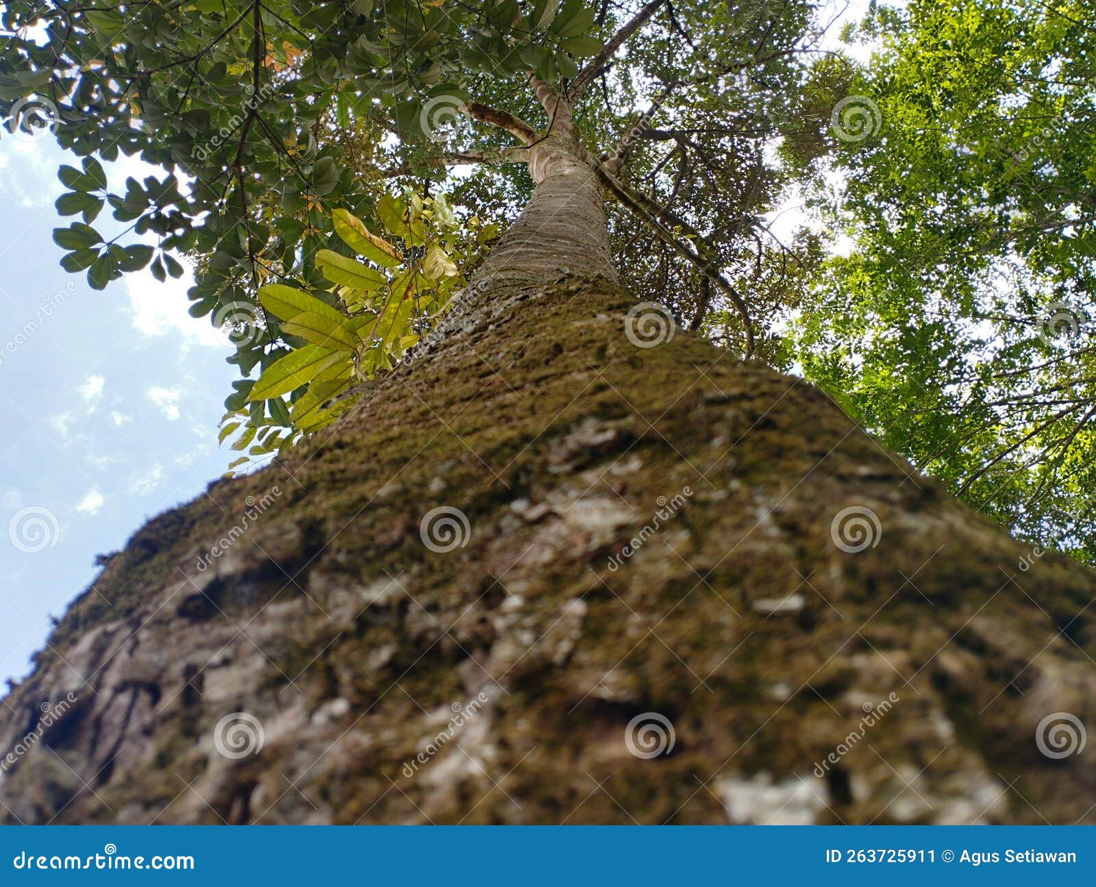 Tropical Forest Big Tree in Clear Day Stock Image - Image of trunk ...