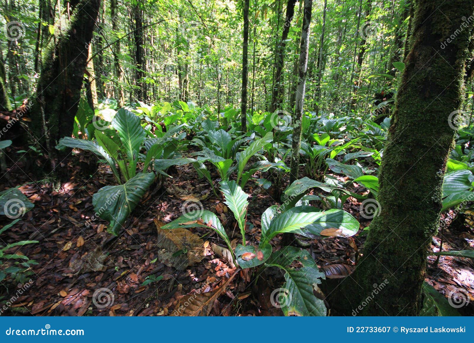 Tropical Forest in Canaima National Park, Venezuela Stock Image - Image ...