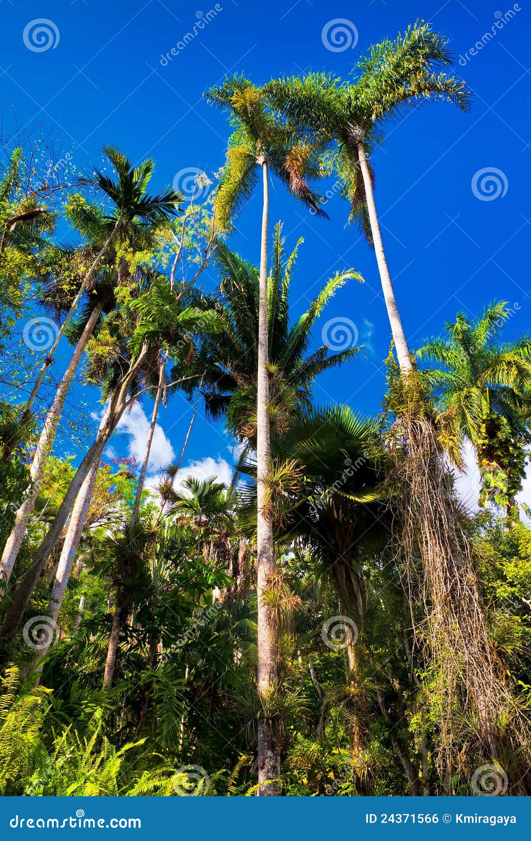 Tropical forest in Cuba stock photo. Image of plant, natural - 24371566