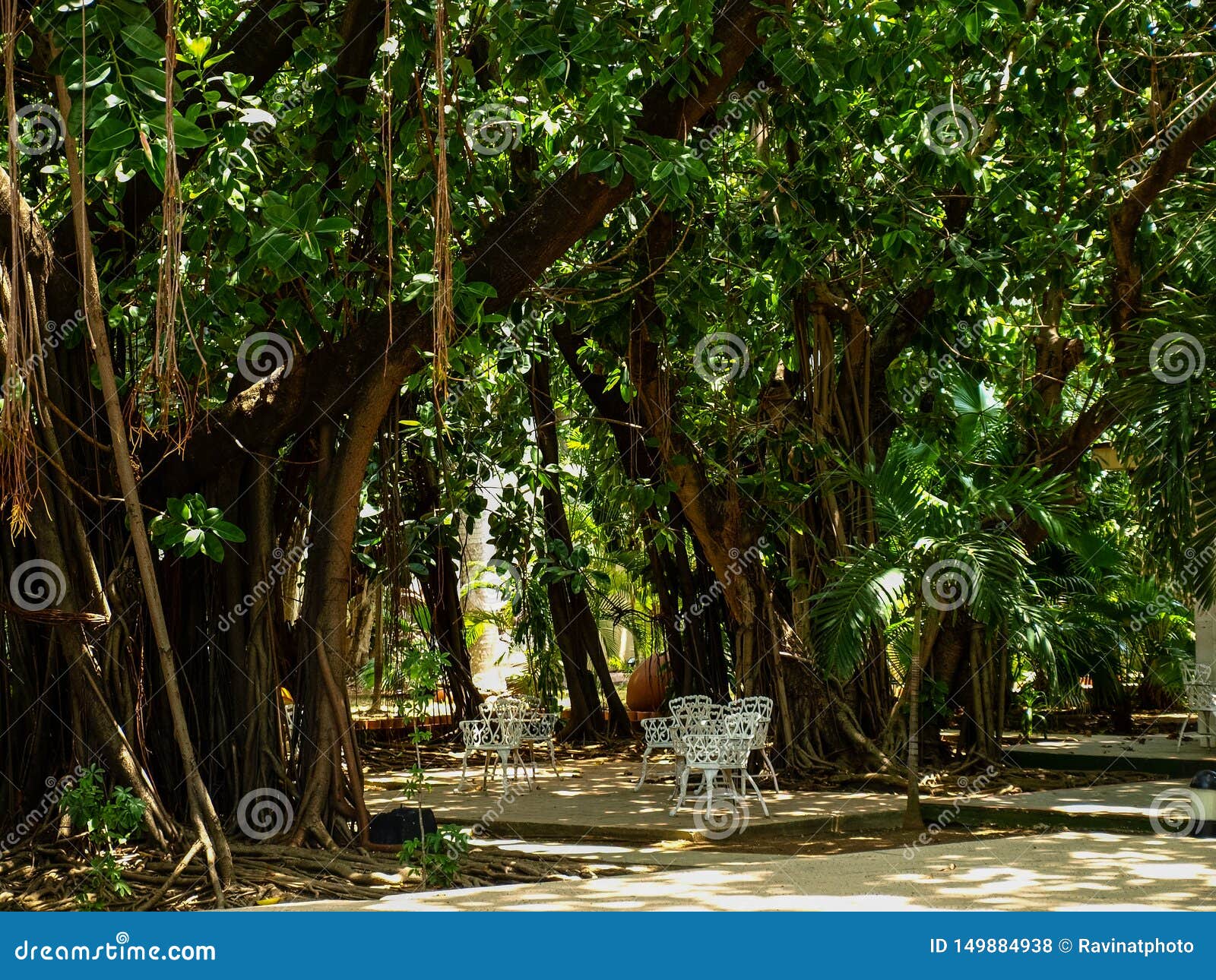 Sunny Tropical Forest in Cuba Stock Photo - Image of sunny, culture ...