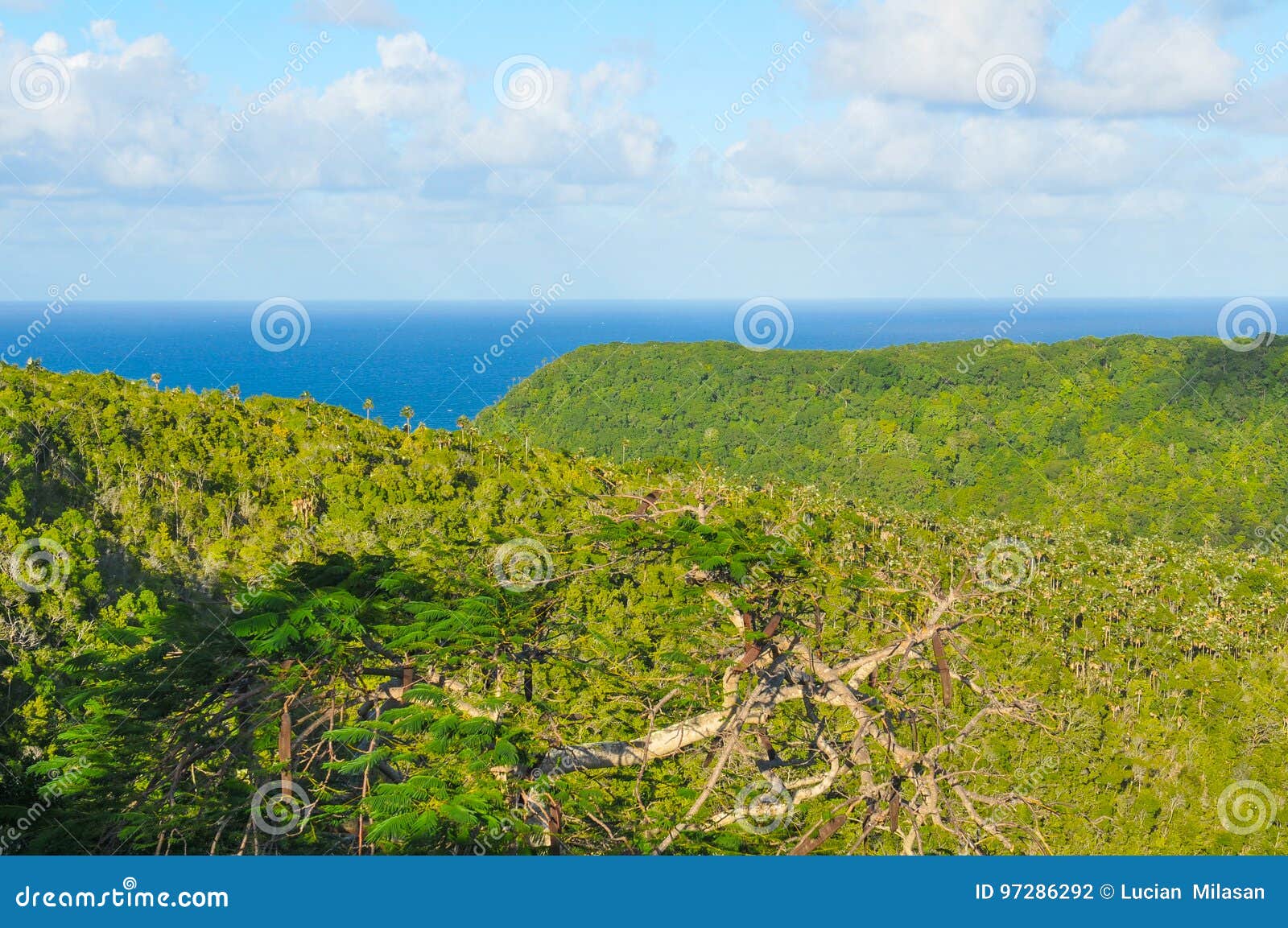 Tropical forest in Cuba stock photo. Image of forest - 97286292