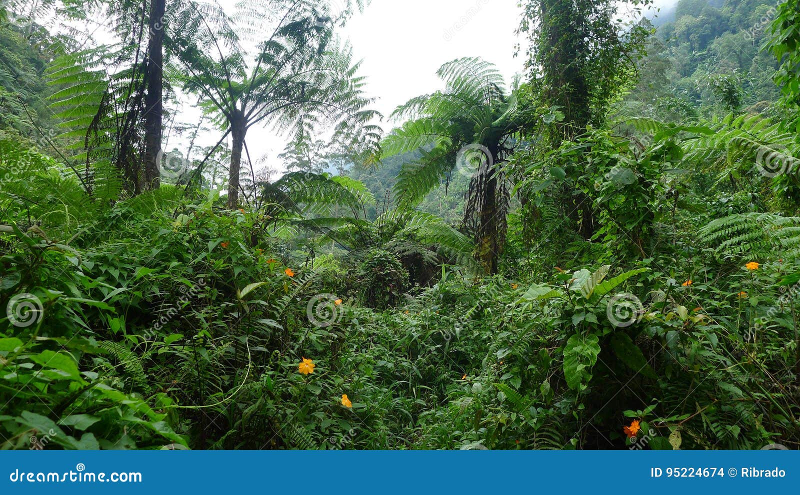 Tropical Forest stock photo. Image of davao, tropical - 95224674