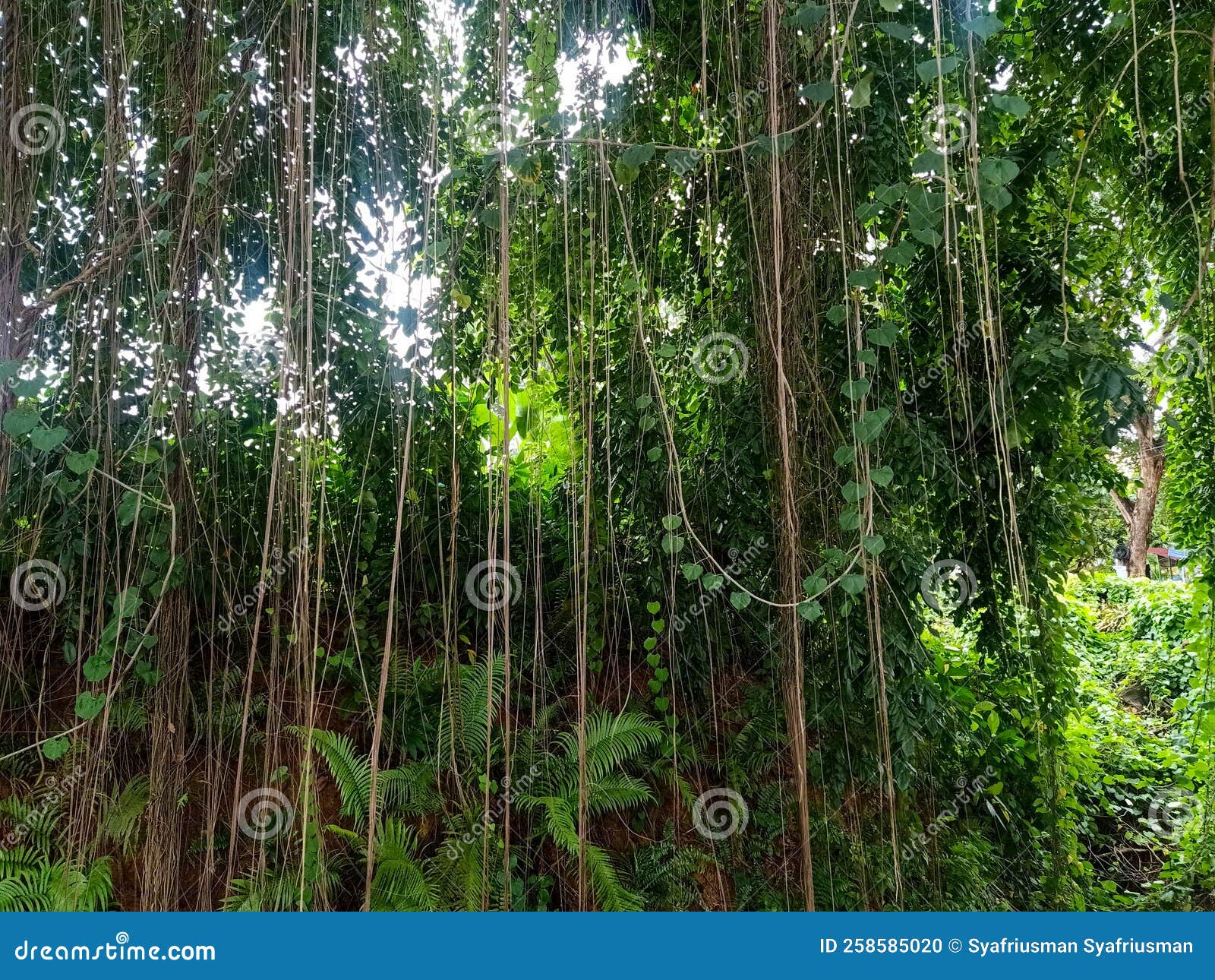 Tropical Forest with Dense Trees and Leaves Stock Photo - Image of ...