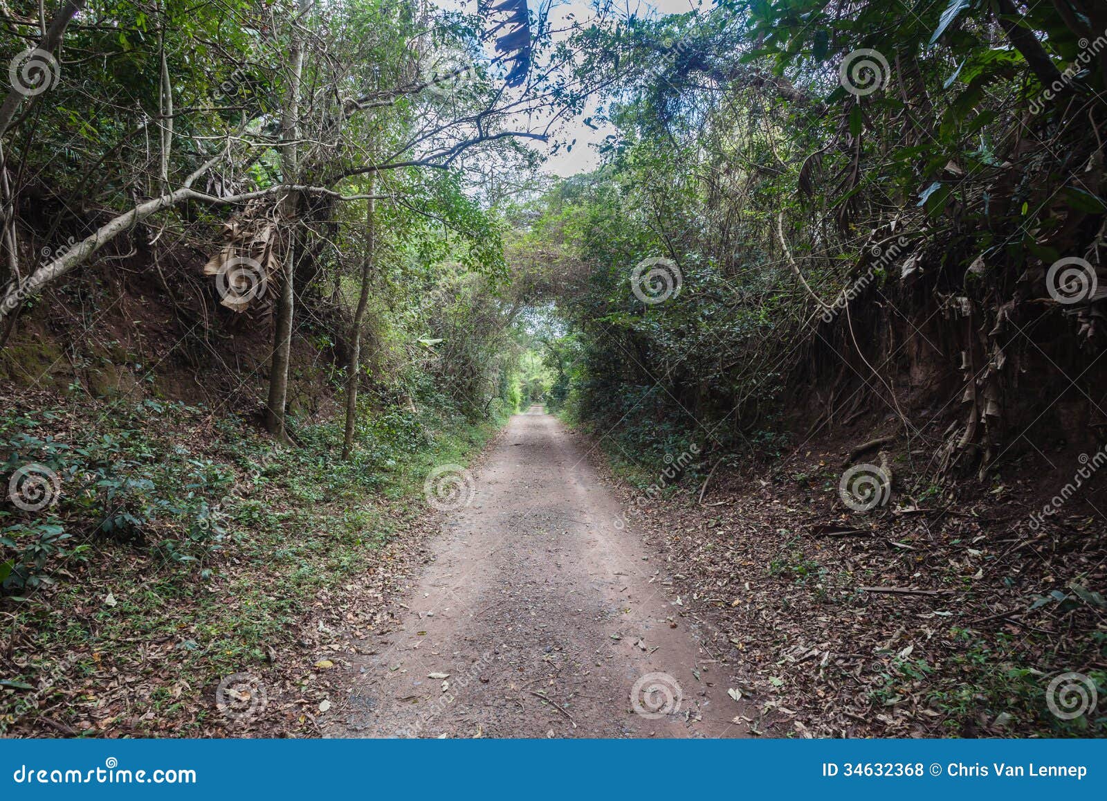 Tropical Forest Dirt Road stock photo. Image of coastal - 34632368