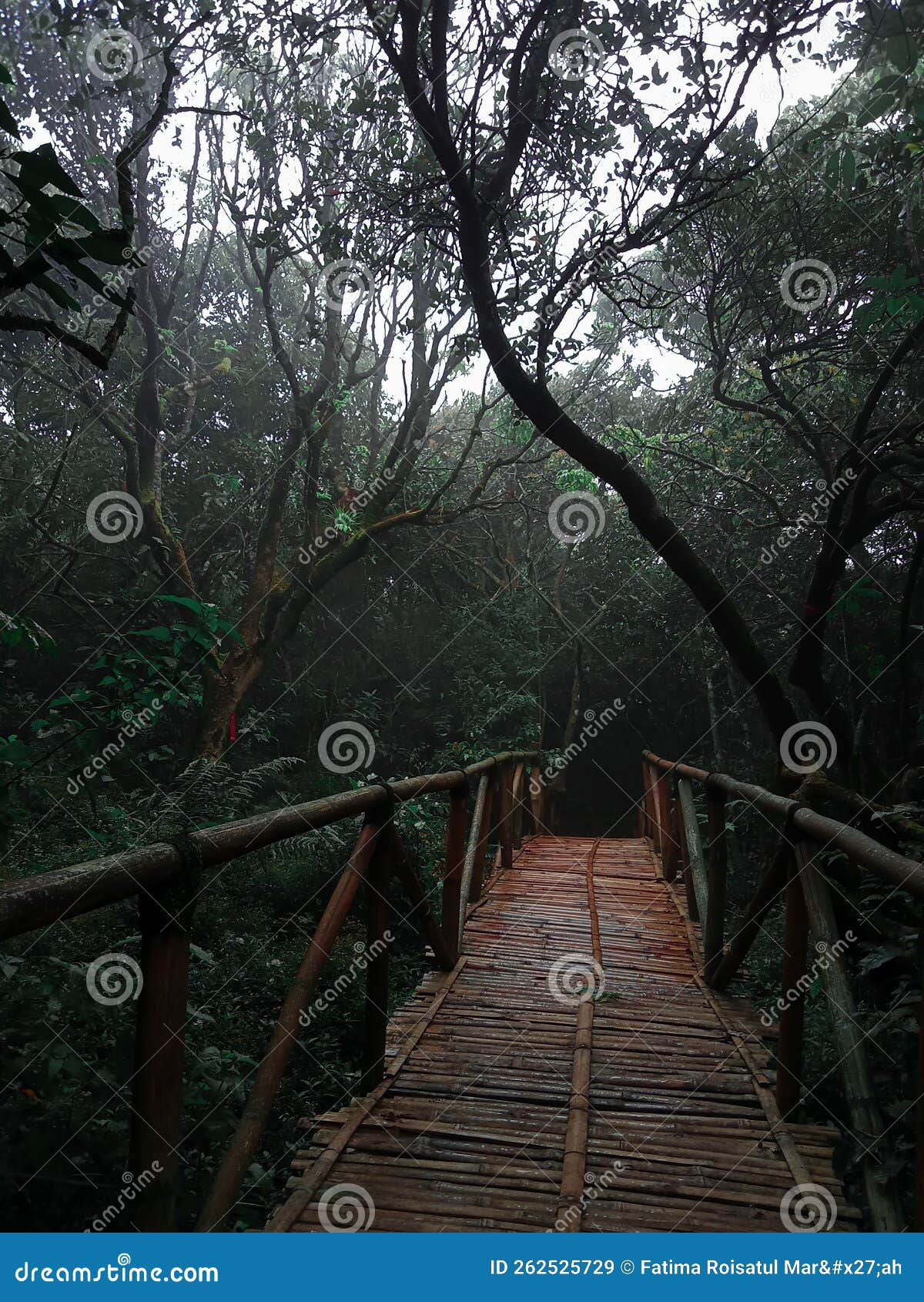 Tropical Forest with Evening Mist Stock Image - Image of woodland ...