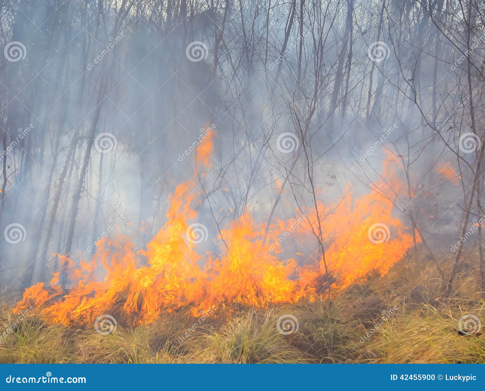 Tropical forest fire stock photo. Image of disastrous - 42455900