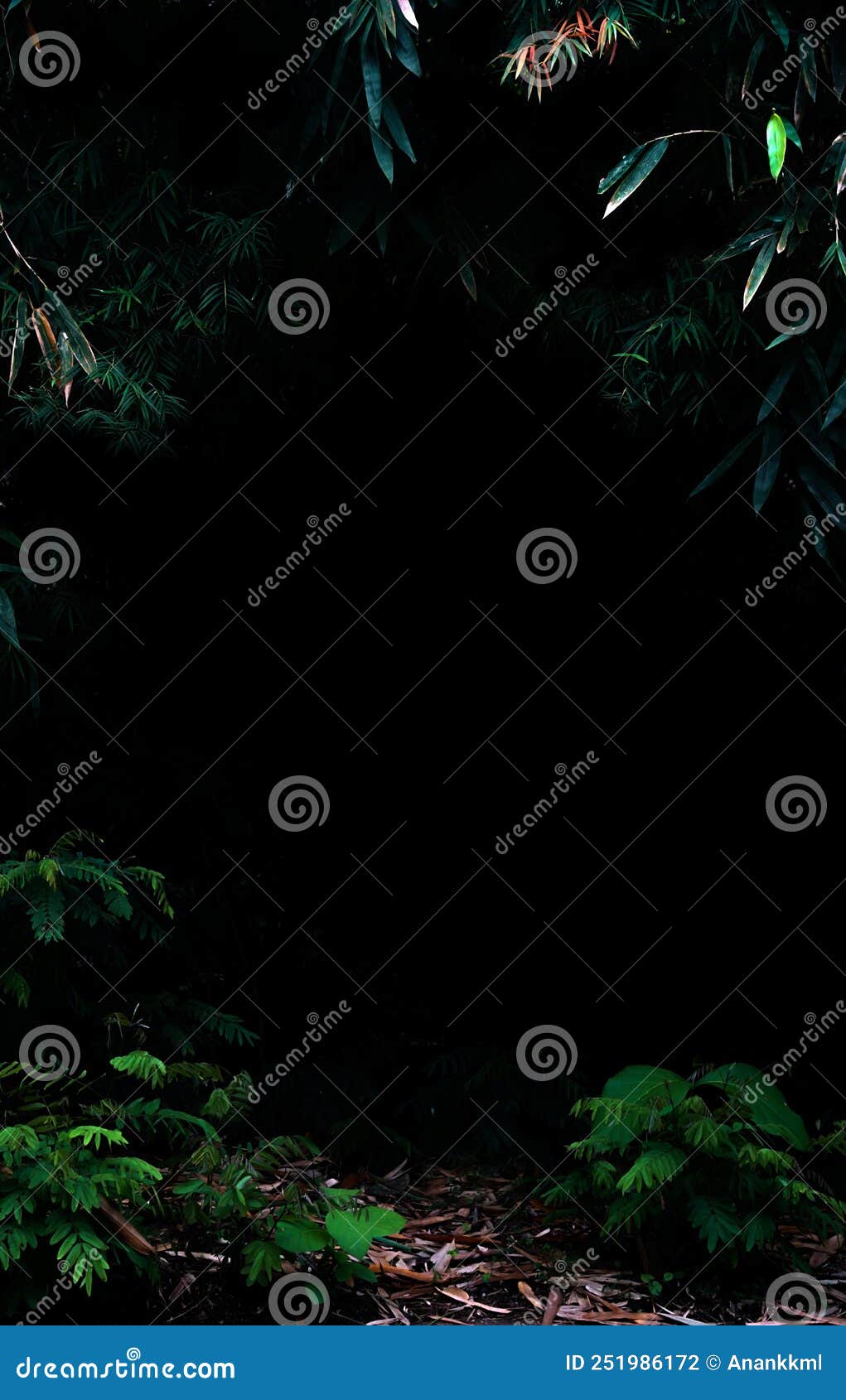 Tropical Forest Foliage Plants Bushes Dark Night Stock Photo - Image of ...