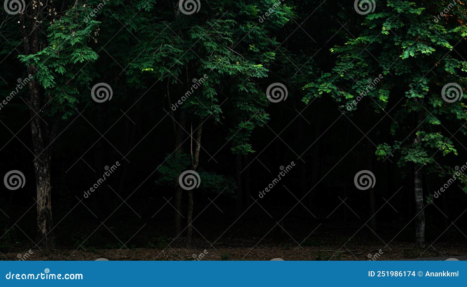 Tropical Forest Foliage Plants Bushes Dark Night Stock Photo - Image of ...