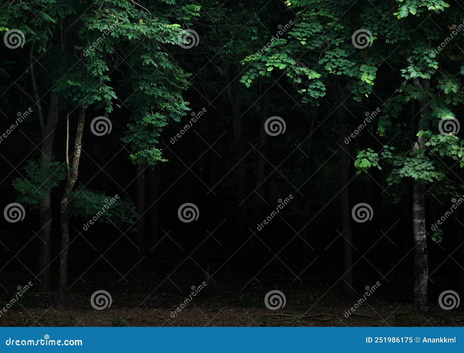Tropical Forest Foliage Plants Bushes Dark Night Stock Image - Image of ...