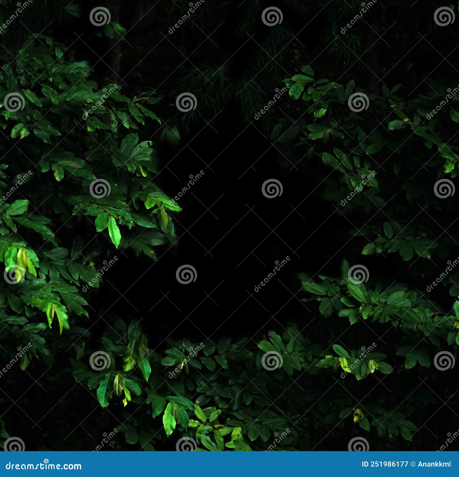 Tropical Forest Foliage Plants Bushes Dark Night Stock Image - Image of ...