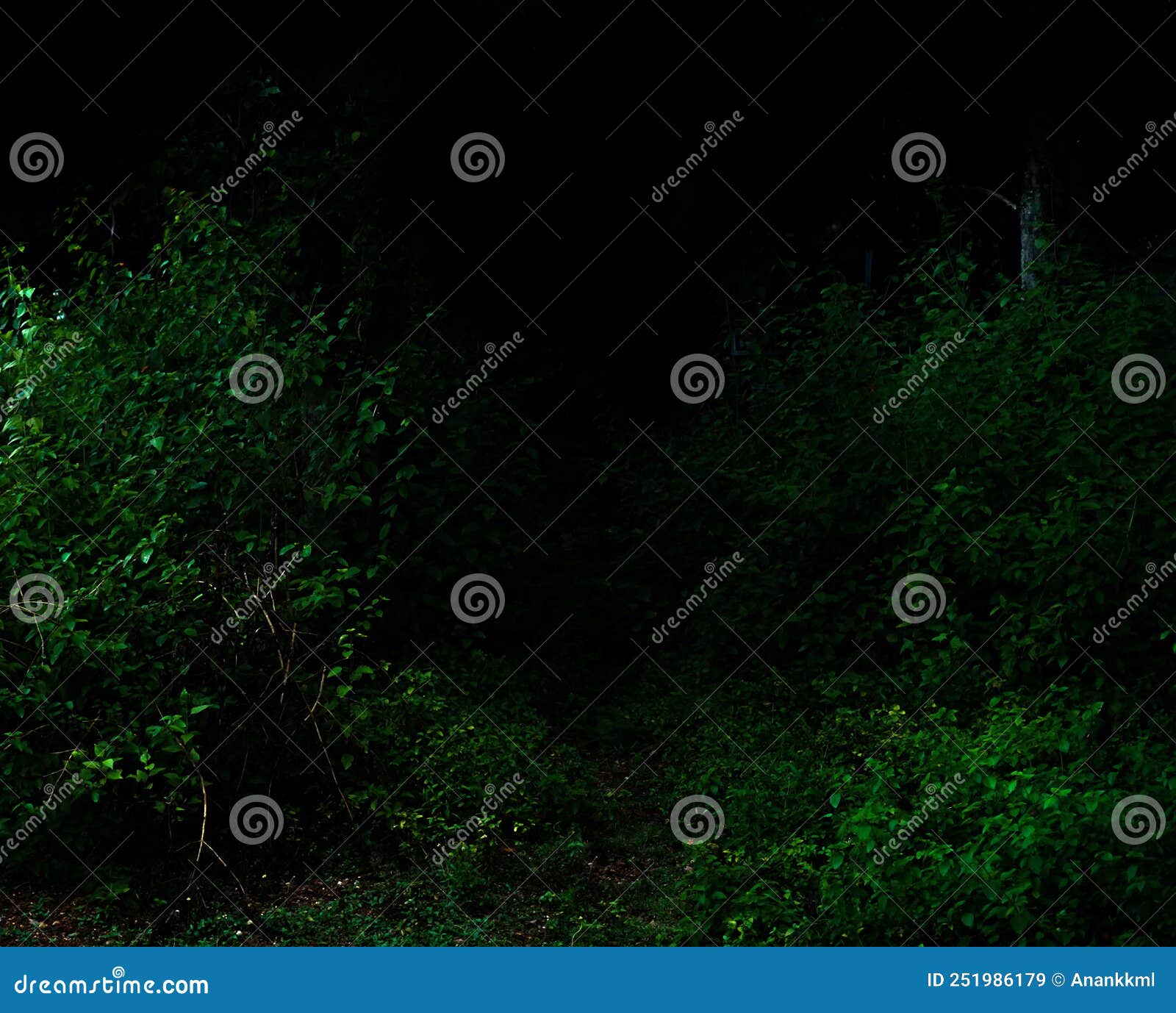 Tropical Forest Foliage Plants Bushes Dark Night Stock Image - Image of ...