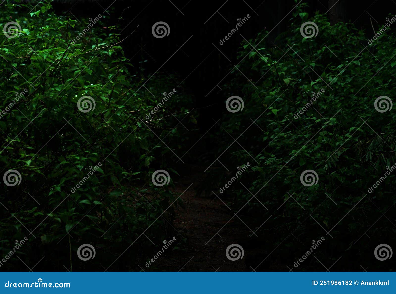 Tropical Forest Foliage Plants Bushes Dark Night Stock Photo - Image of ...