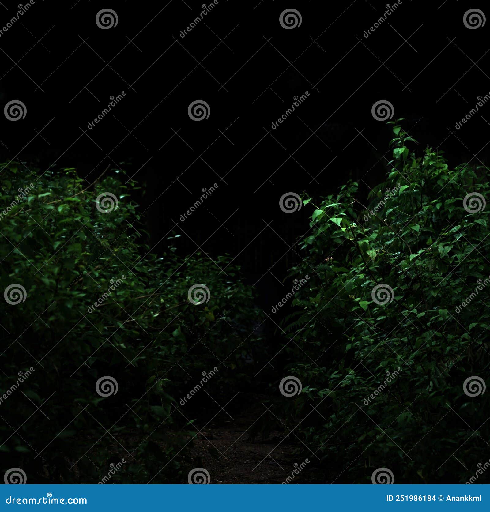 Tropical Forest Foliage Plants Bushes Dark Night Stock Photo - Image of ...