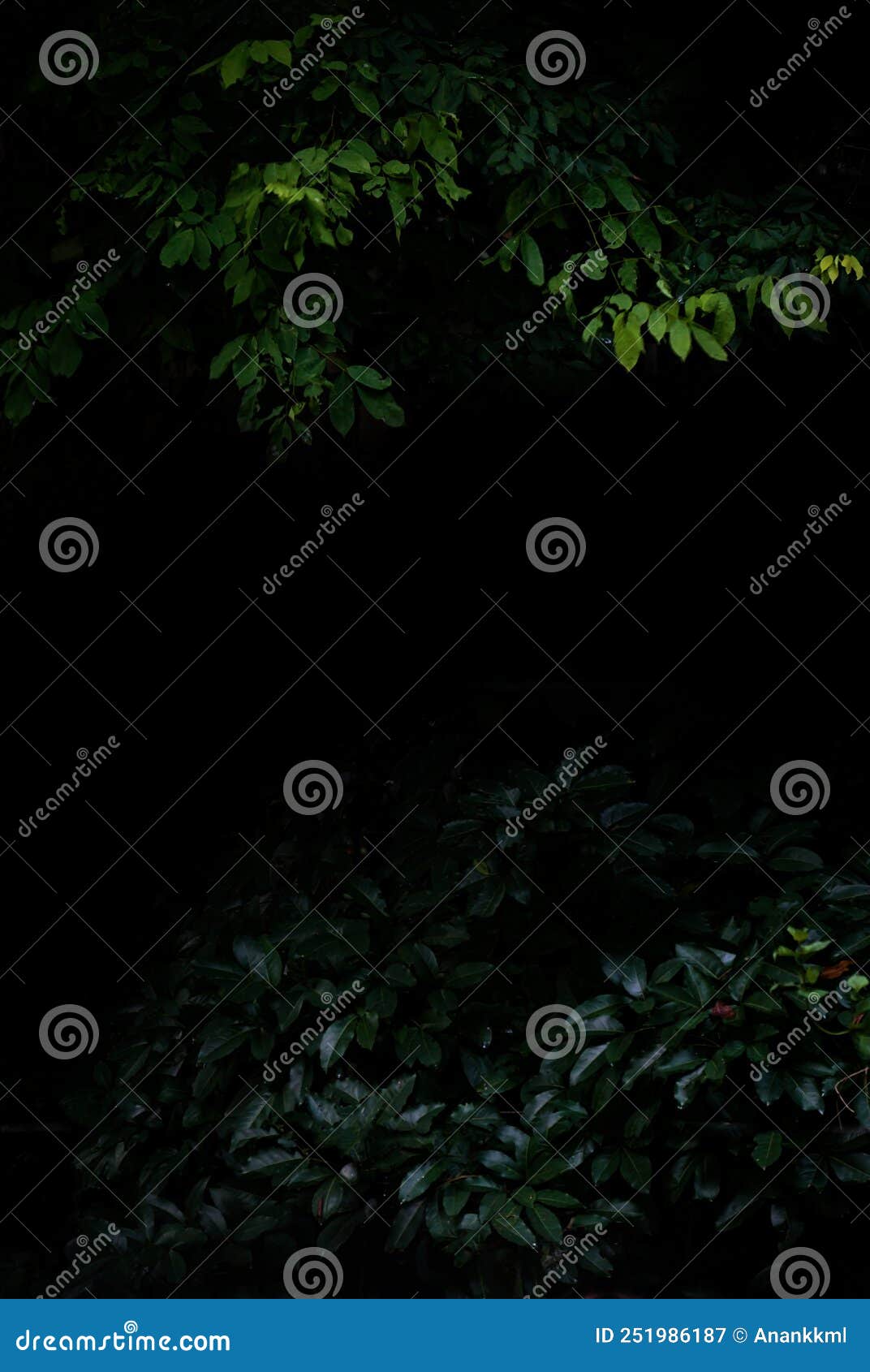 Tropical Forest Foliage Plants Bushes Dark Night Stock Image - Image of ...
