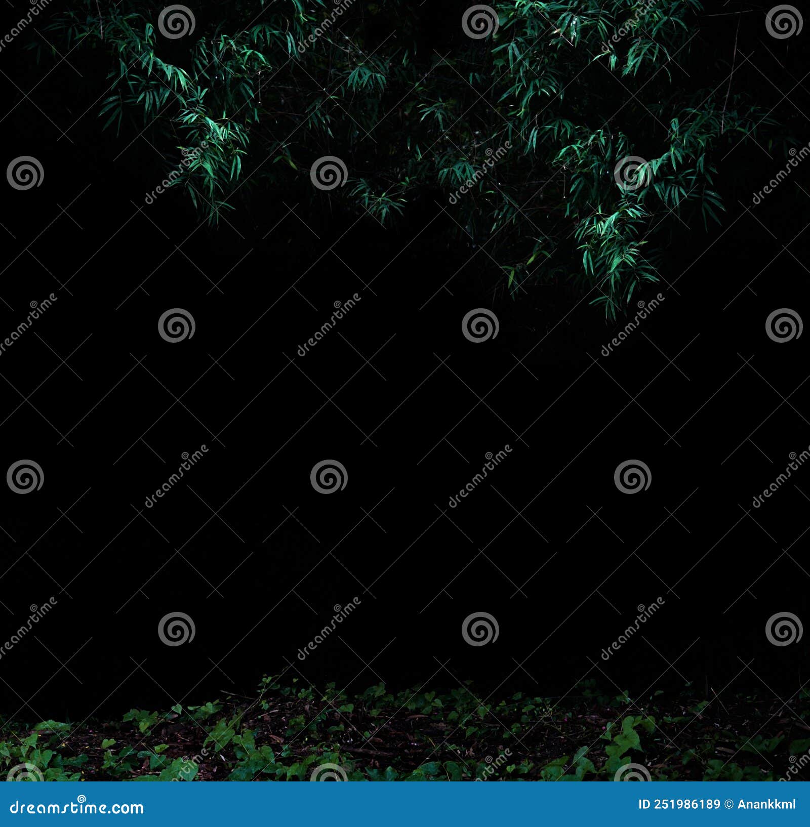 Tropical Forest Foliage Plants Bushes Dark Night Stock Image - Image of ...