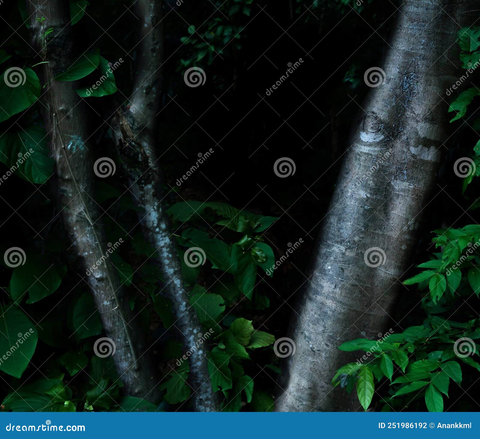 Tropical Forest Foliage Plants Bushes Dark Night Stock Photo - Image of ...
