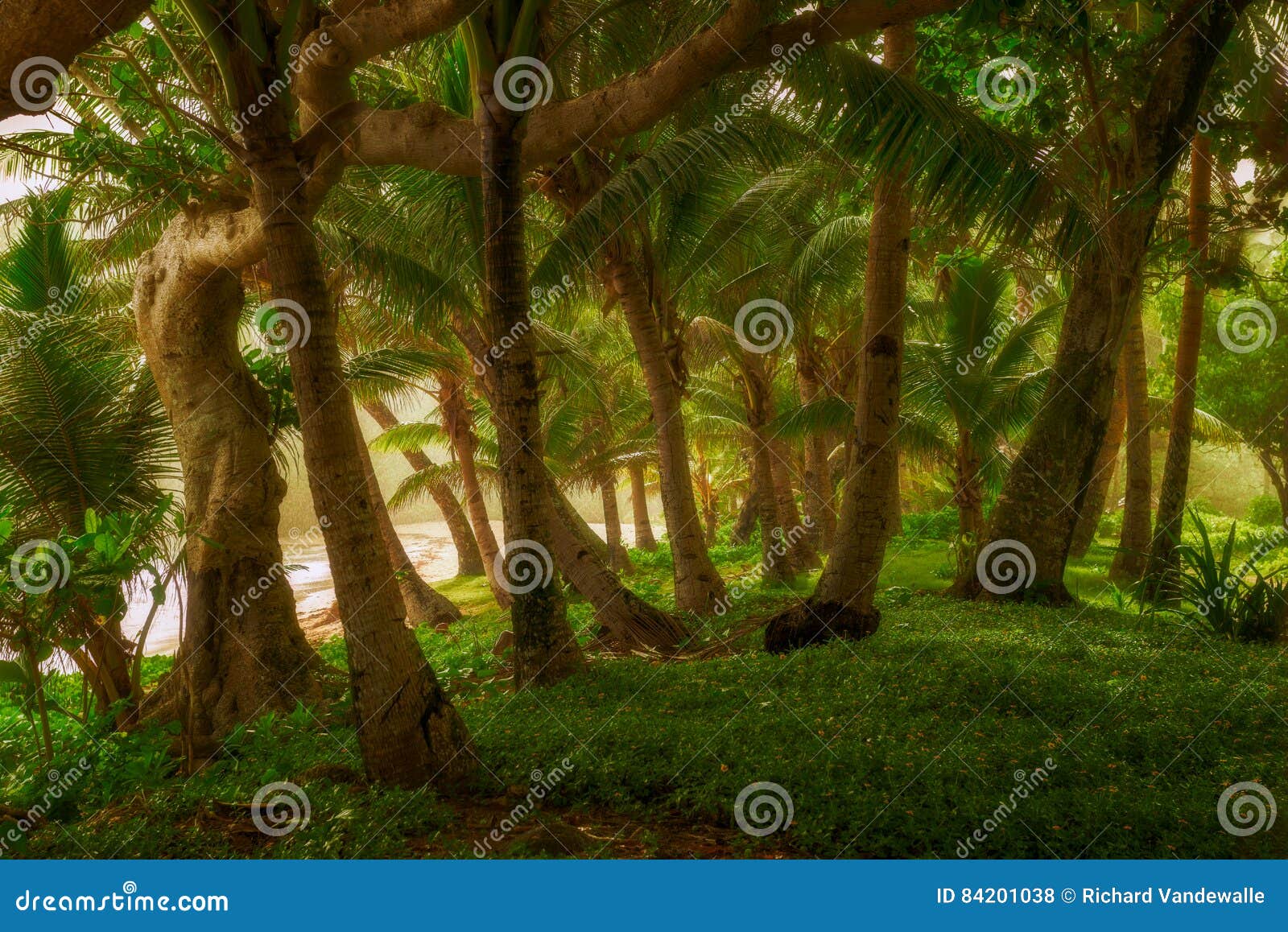 Tropical Forest stock photo. Image of palm, island, forest - 84201038