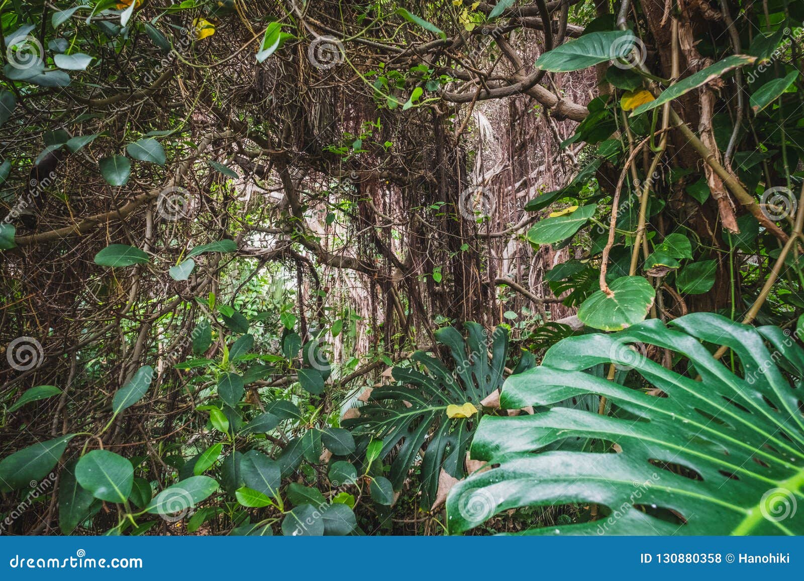Tropical Forest or Jungle - Inside Rainforest Landscape Stock Photo ...