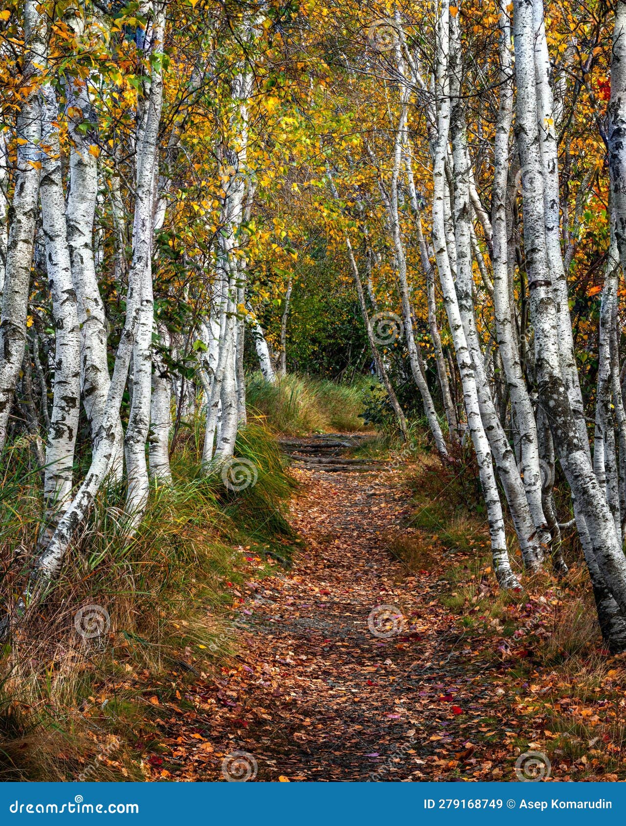 Tropical Forest, Lush Trees Left and Right Stock Image - Image of ...