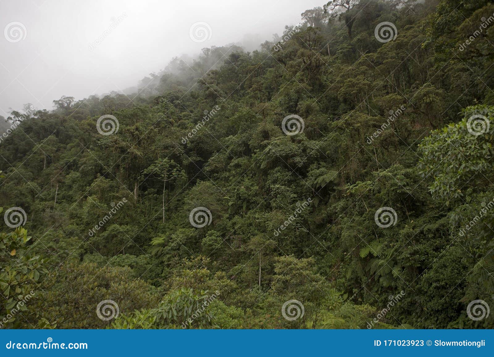 PEROU stock image. Image of botany, nature, south, rainforest - 171023923