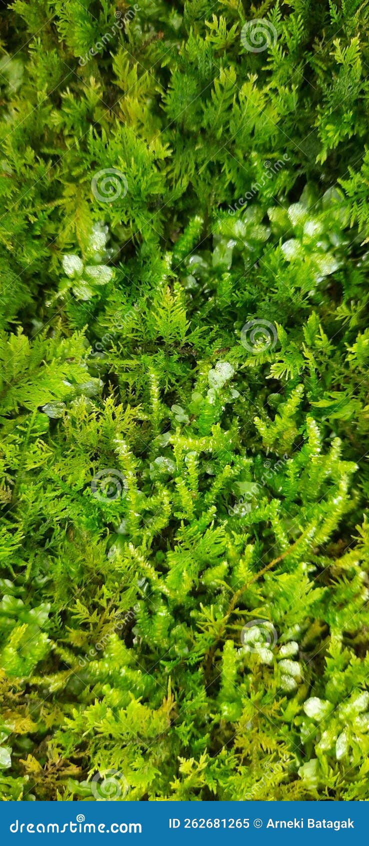 Tropical Forest Moss West Sumatera Stock Image - Image of tropical ...