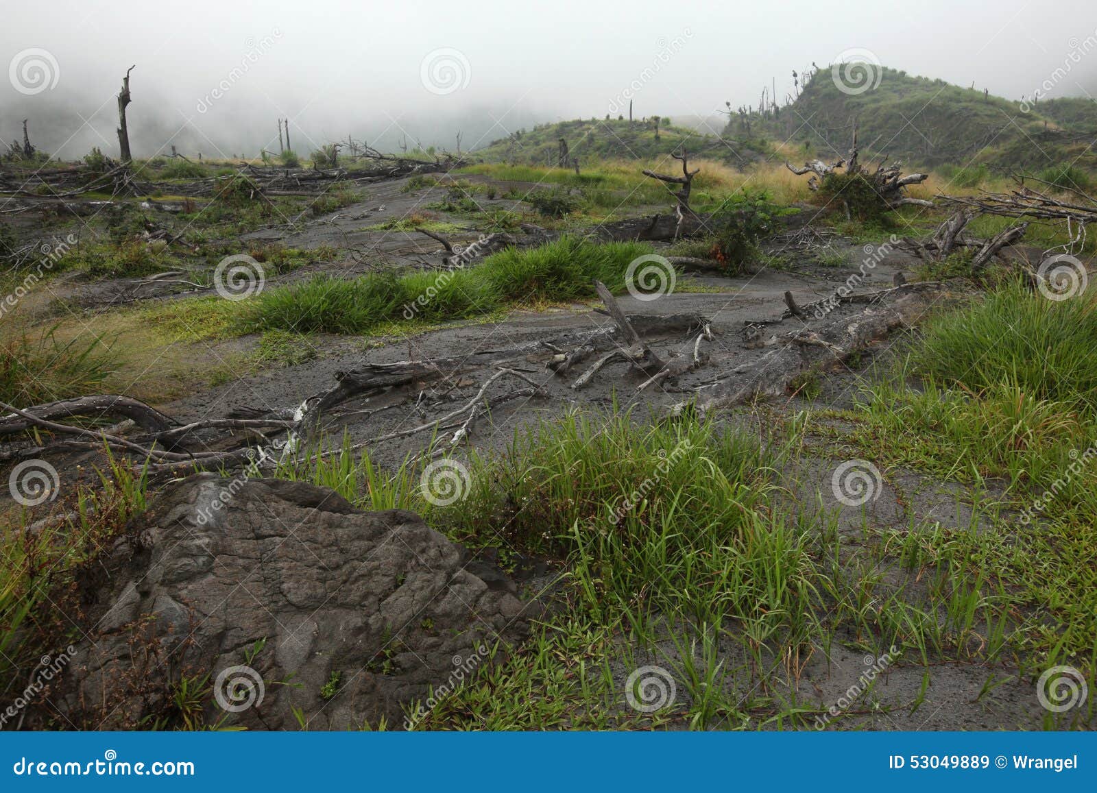 Tropical Forest, Mount Merapi, Central Java, Indonesia. Stock Image ...