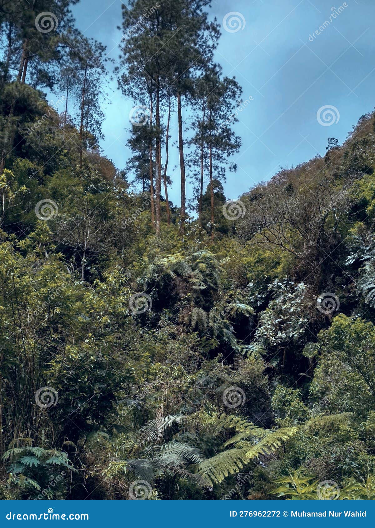 Tropical Forest Natural Vegetation Plants in Mount Telomoyo Central ...