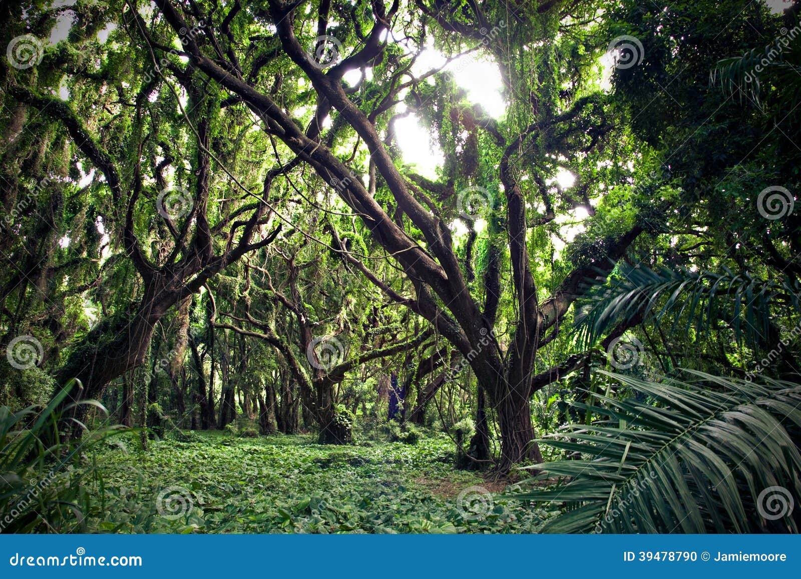 The Tropical Forest, Palm Trees On The Beach Background Of Palm Trees ...