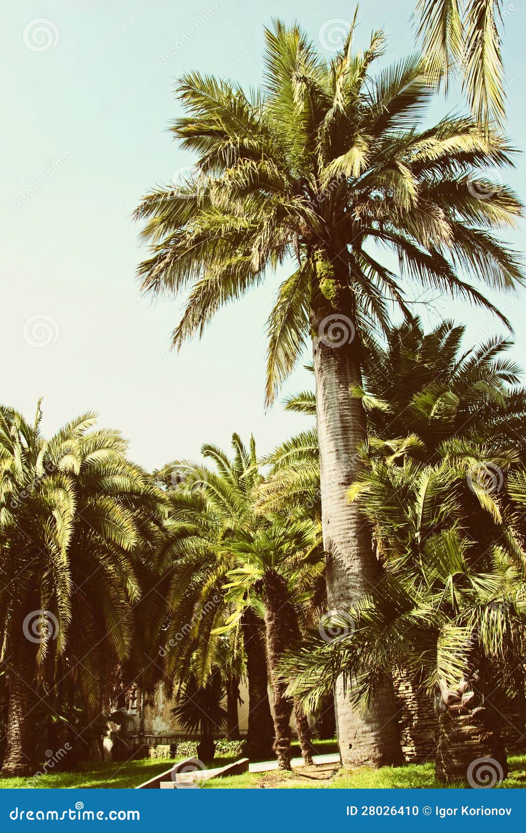 Tropical forest with palms stock photo. Image of climate - 28026410