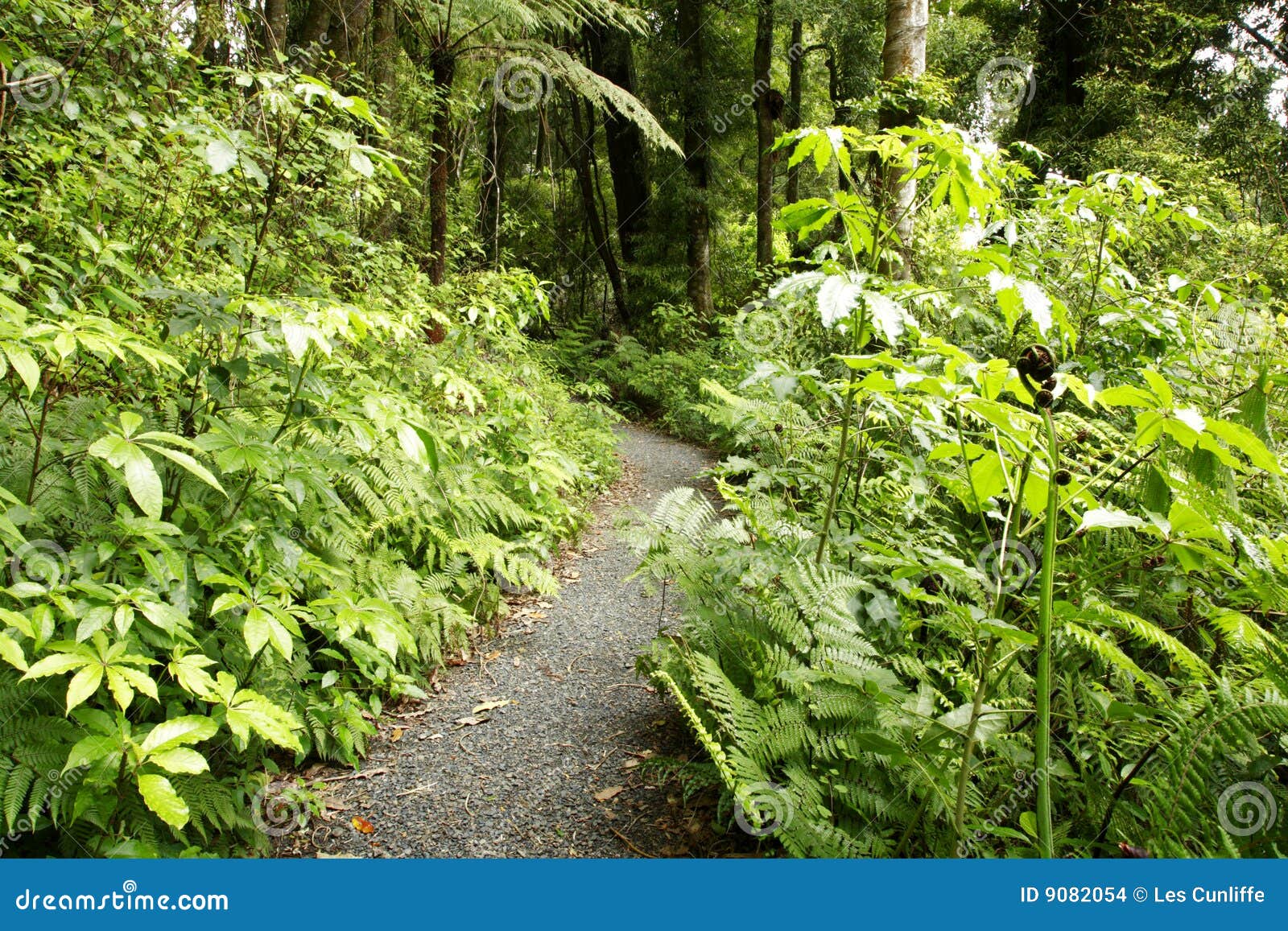 Tropical forest path stock photo. Image of exploring, foliage - 9082054