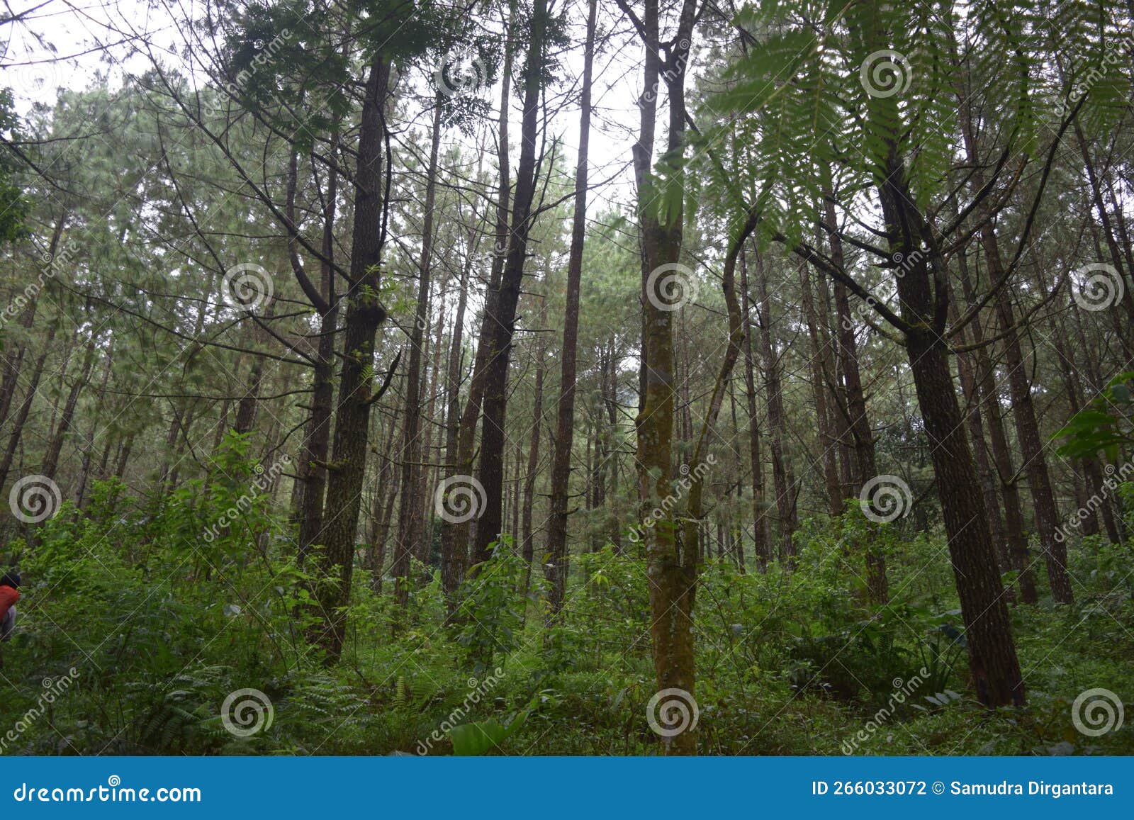 The Tropical Forest with Pine Trees on Roads Wilis Mountains Stock ...