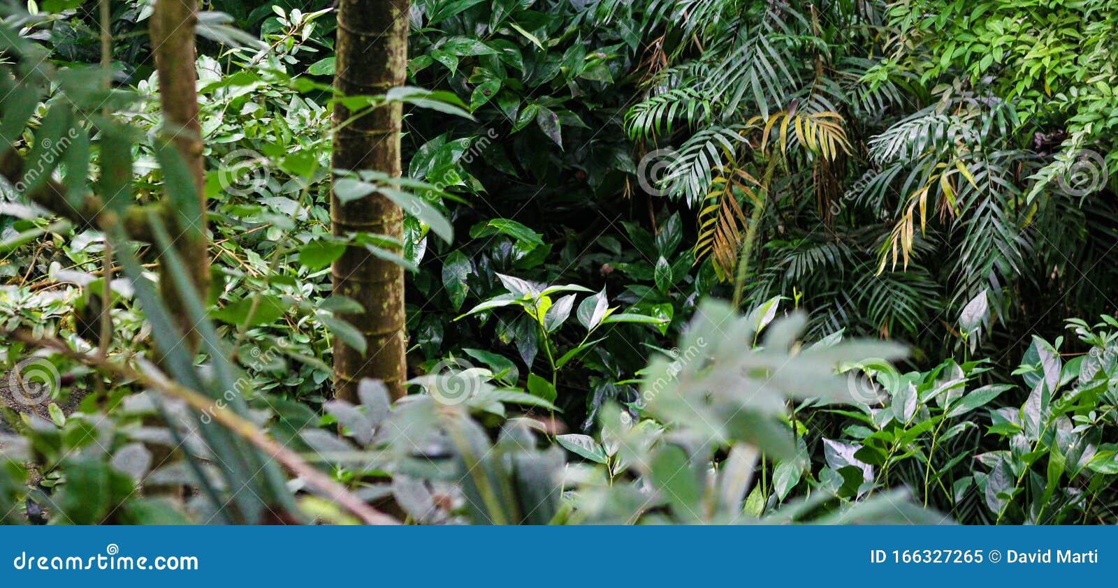 Tropical Forest Plants stock image. Image of colorful - 166327265