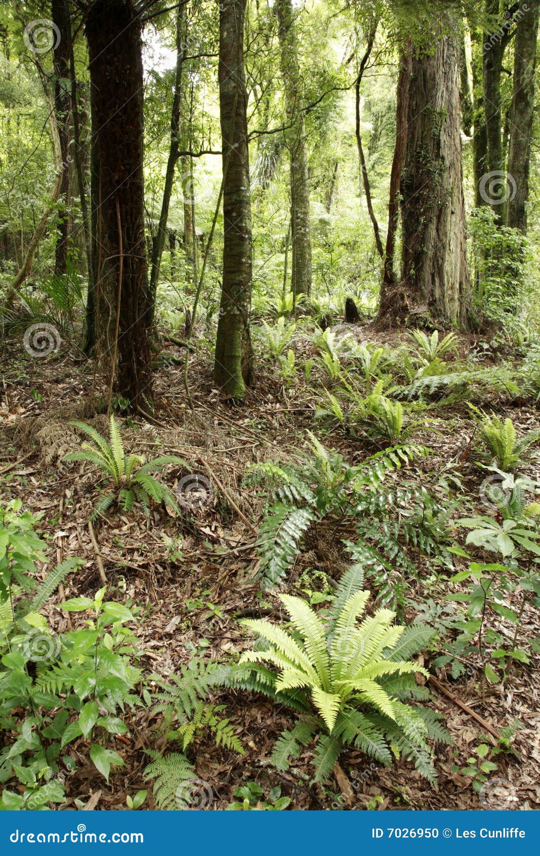 Tropical forest scene stock photo. Image of forest, vegetation - 7026950