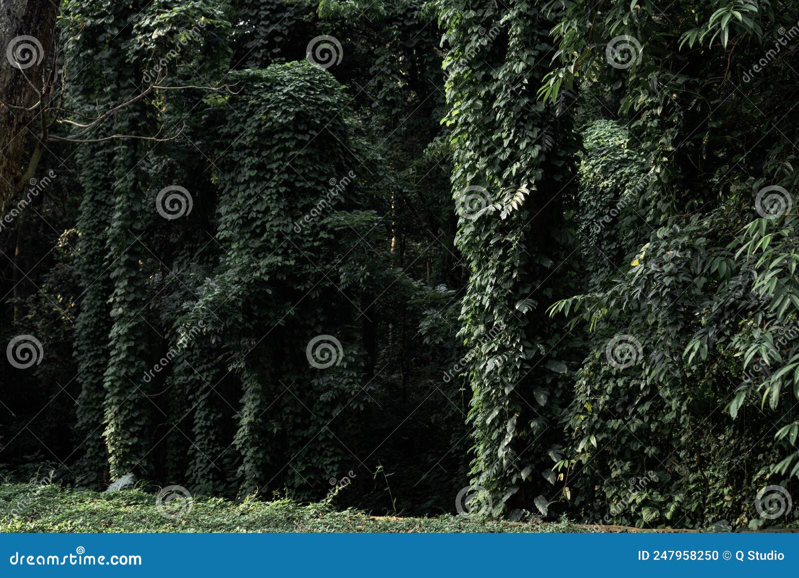 Tropical forest scene stock photo. Image of bush, indonesia - 247958250