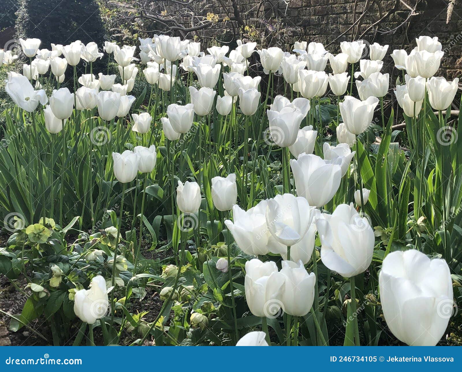 Tropical Forest with Some Blooming Poppy Stock Image - Image of ...