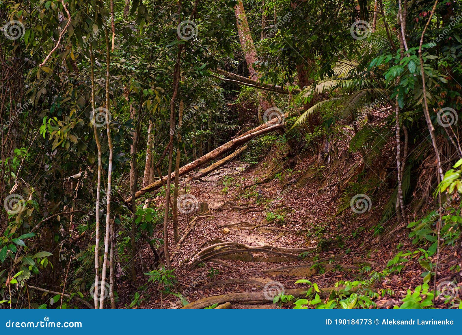 Tropical Forest in Southeast Asia Stock Image - Image of rainforest ...
