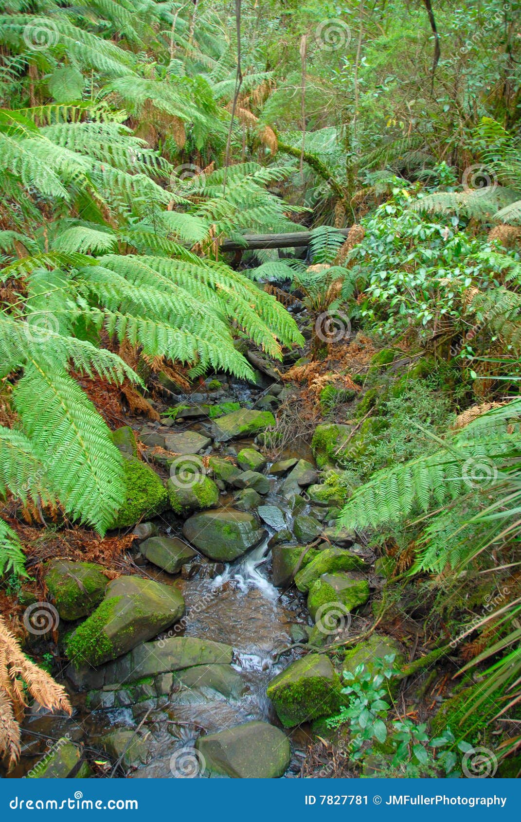 Tropical forest stream. stock image. Image of tropical - 7827781