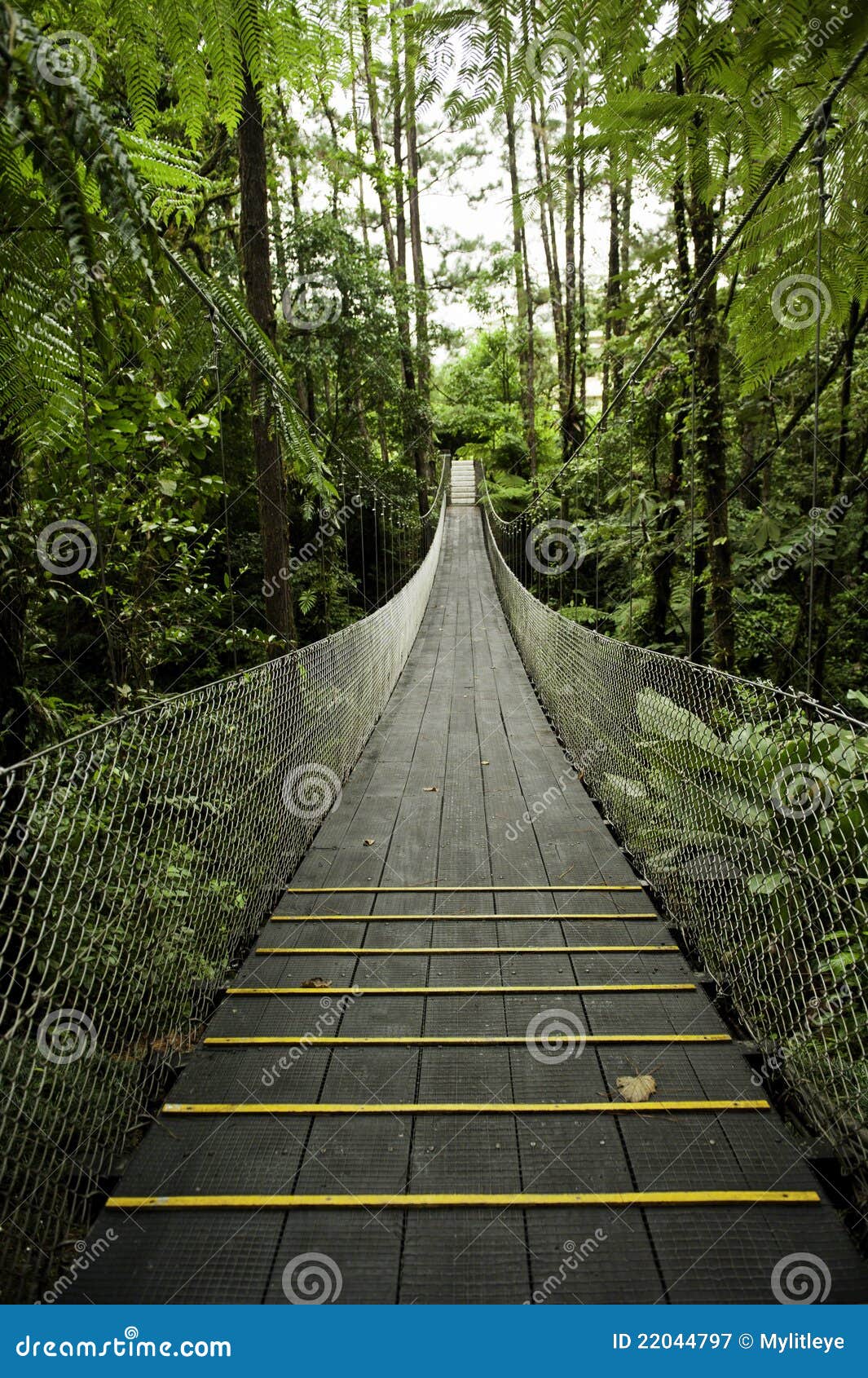 Tropical Forest Suspension Bridge Stock Image - Image of outdoors ...