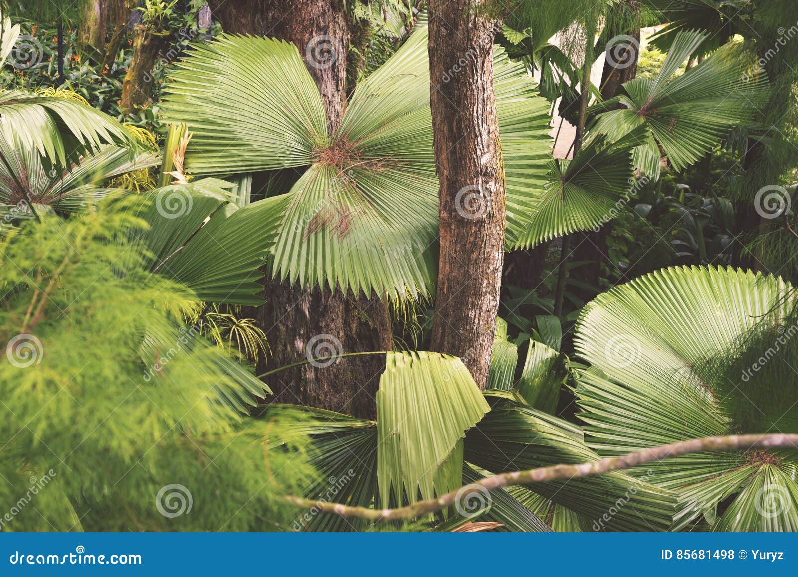 Tropical forest thicket stock photo. Image of exotic - 85681498