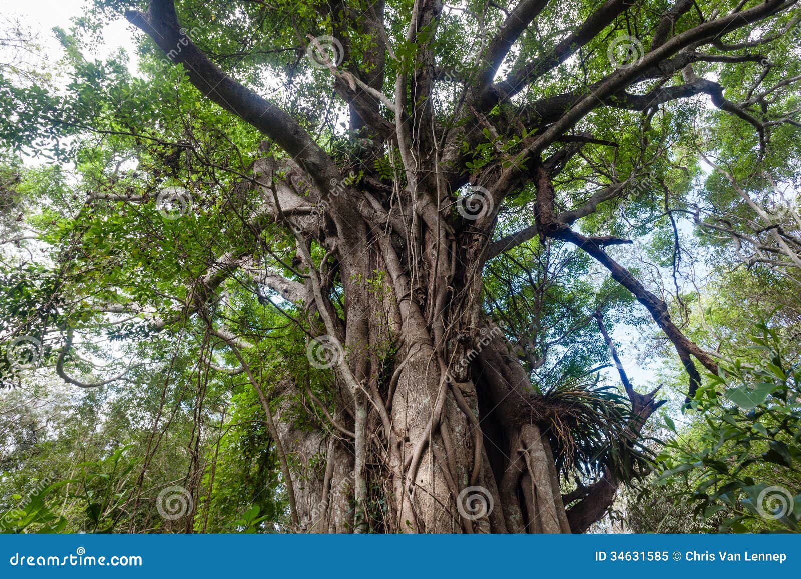 Tropical Forest Tree Detail Stock Image - Image of colors, wildlife ...