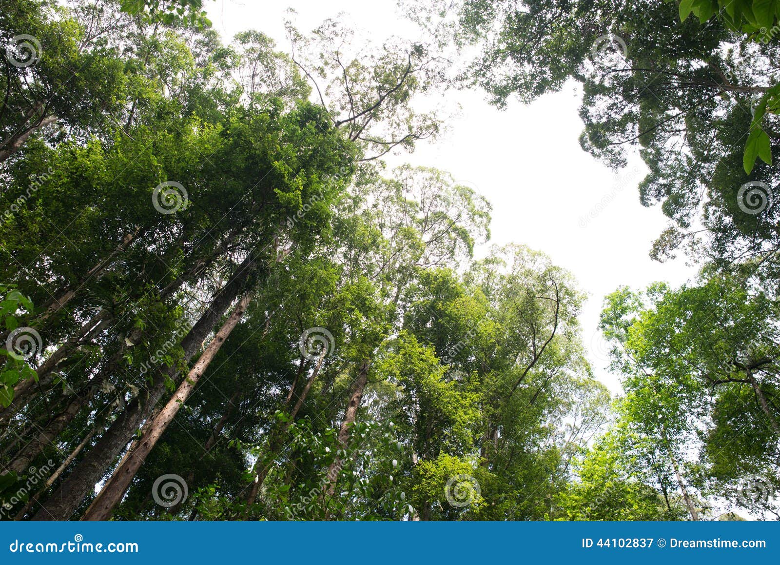 Tropical Forest Trees stock image. Image of foliage, garden - 44102837