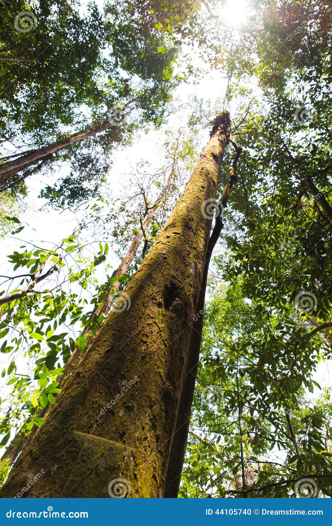 Tropical Forest Trees stock photo. Image of fresh, deep - 44105740