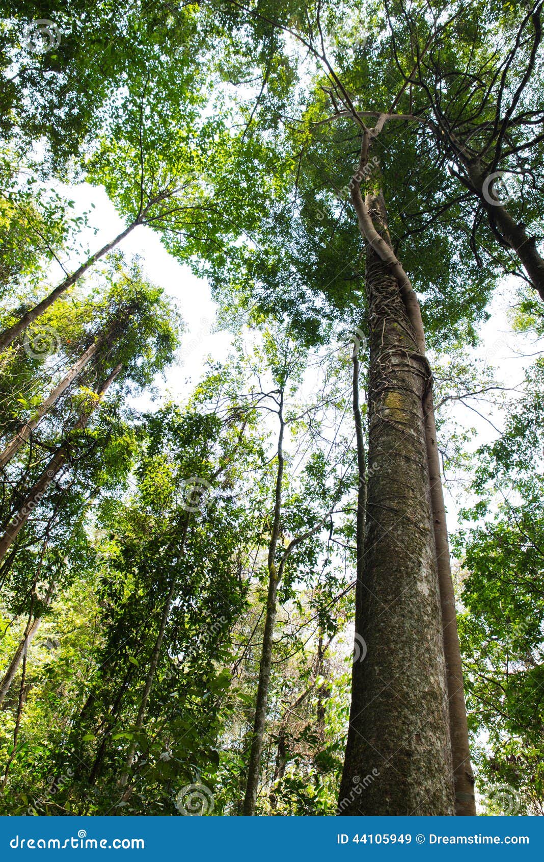 Tropical Forest Trees stock image. Image of mint, garden - 44105949