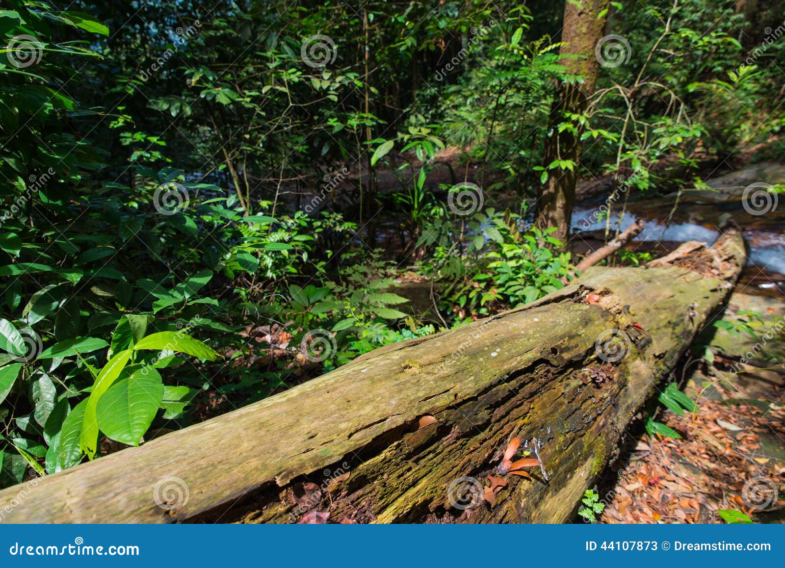 Tropical Forest Trees Texture Stock Image - Image of healthy, close ...