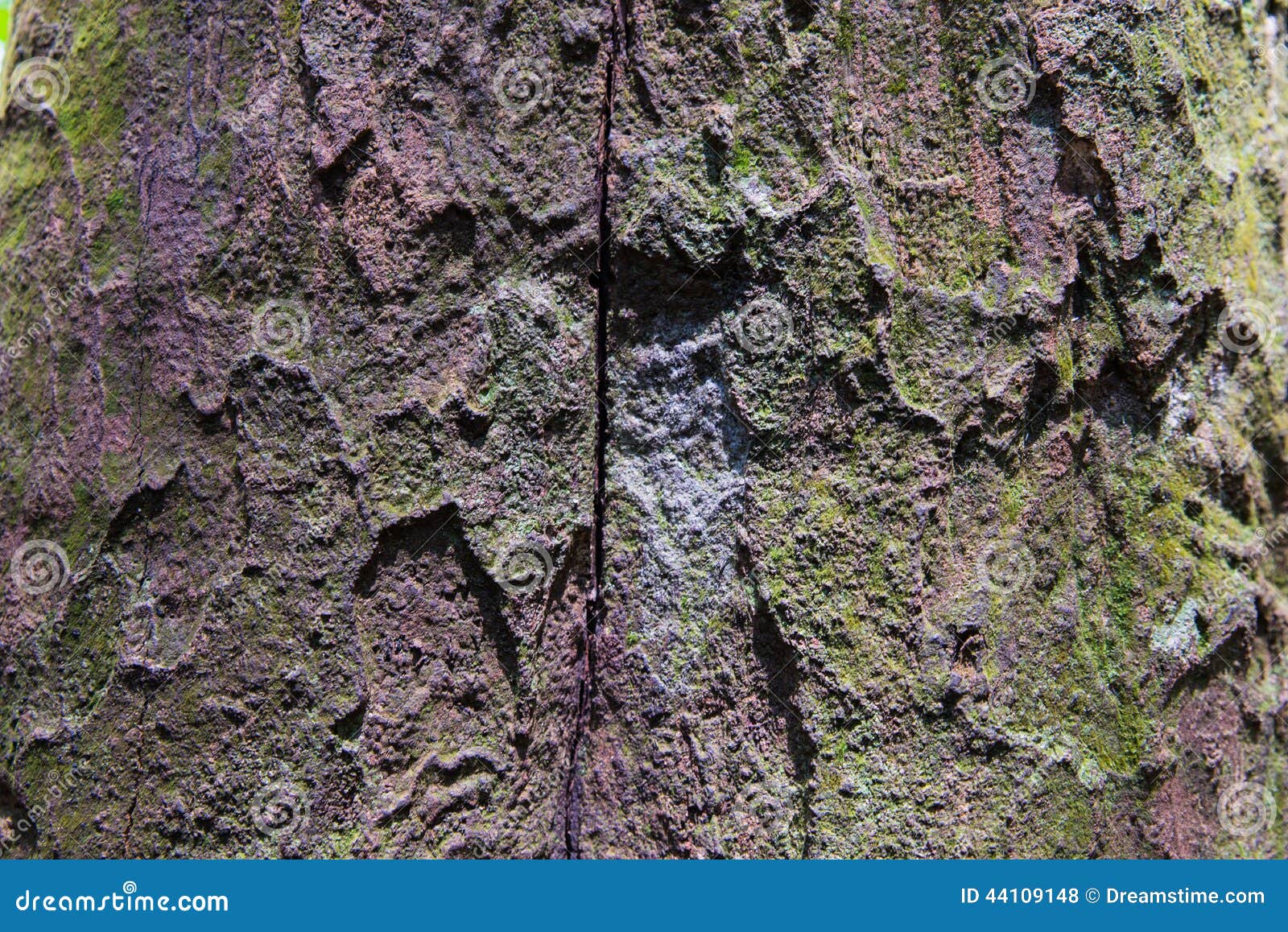 Tropical Forest Trees Texture Stock Photo - Image of bark, deep: 44109148