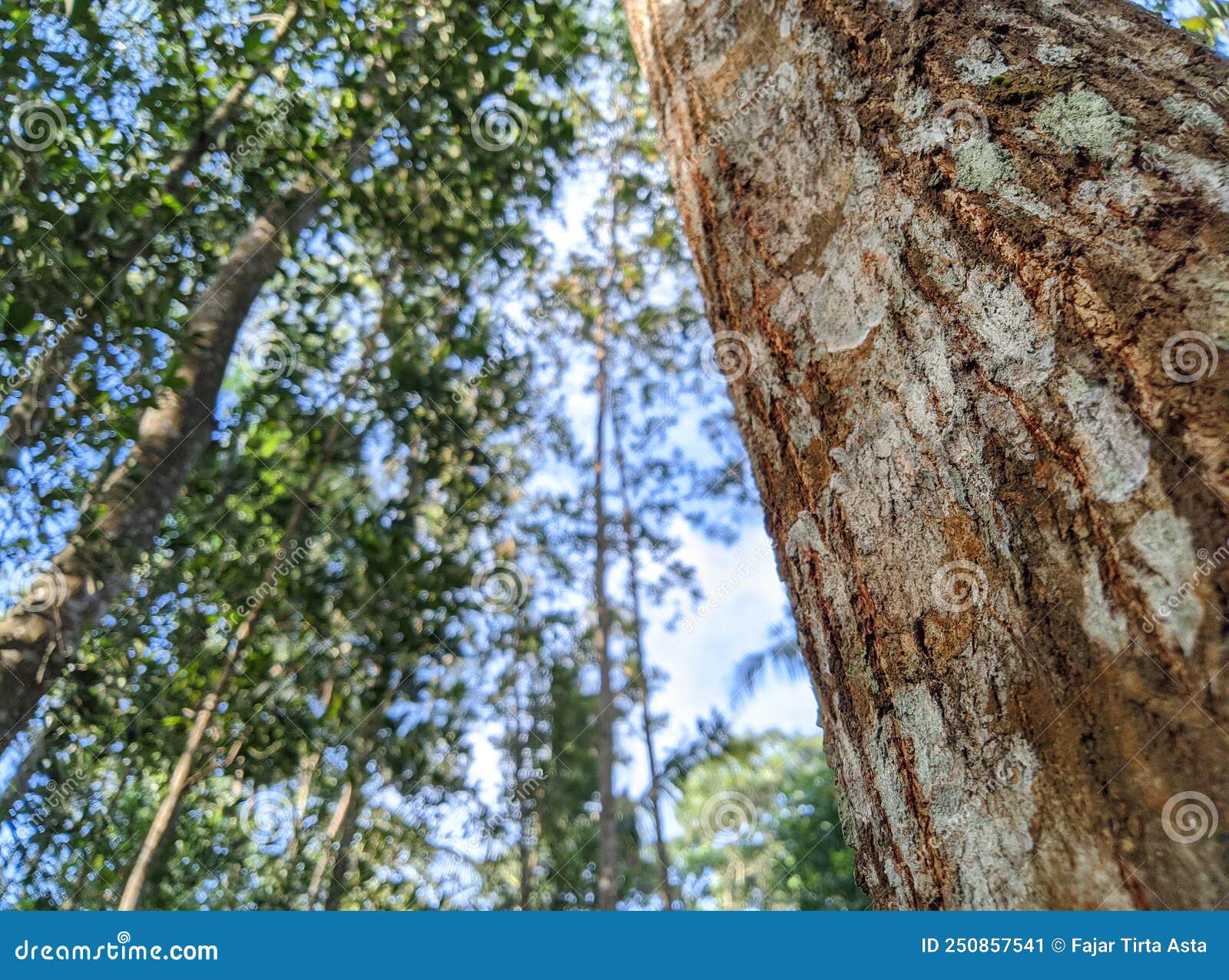 Tropical Forest Trees Towering Oxygen-producing Stock Image - Image of ...
