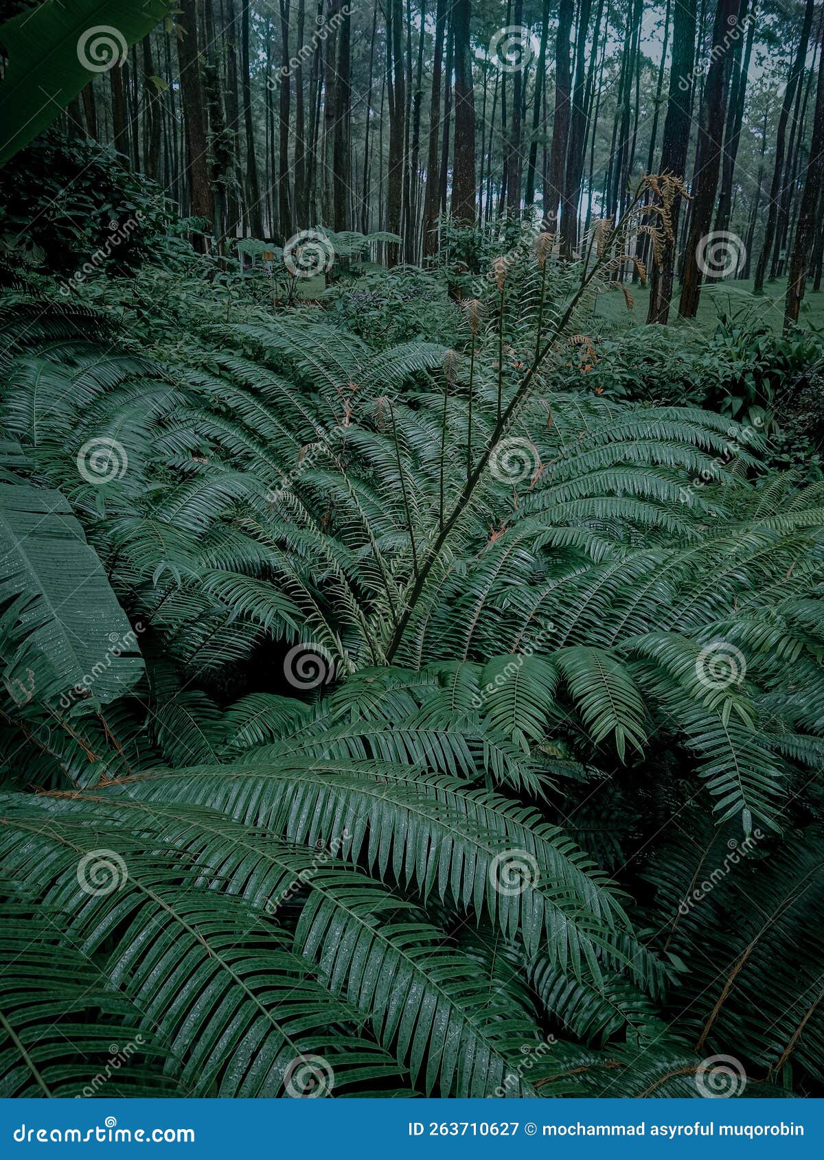 Tropical forest trees stock image. Image of jungle, plants - 263710627